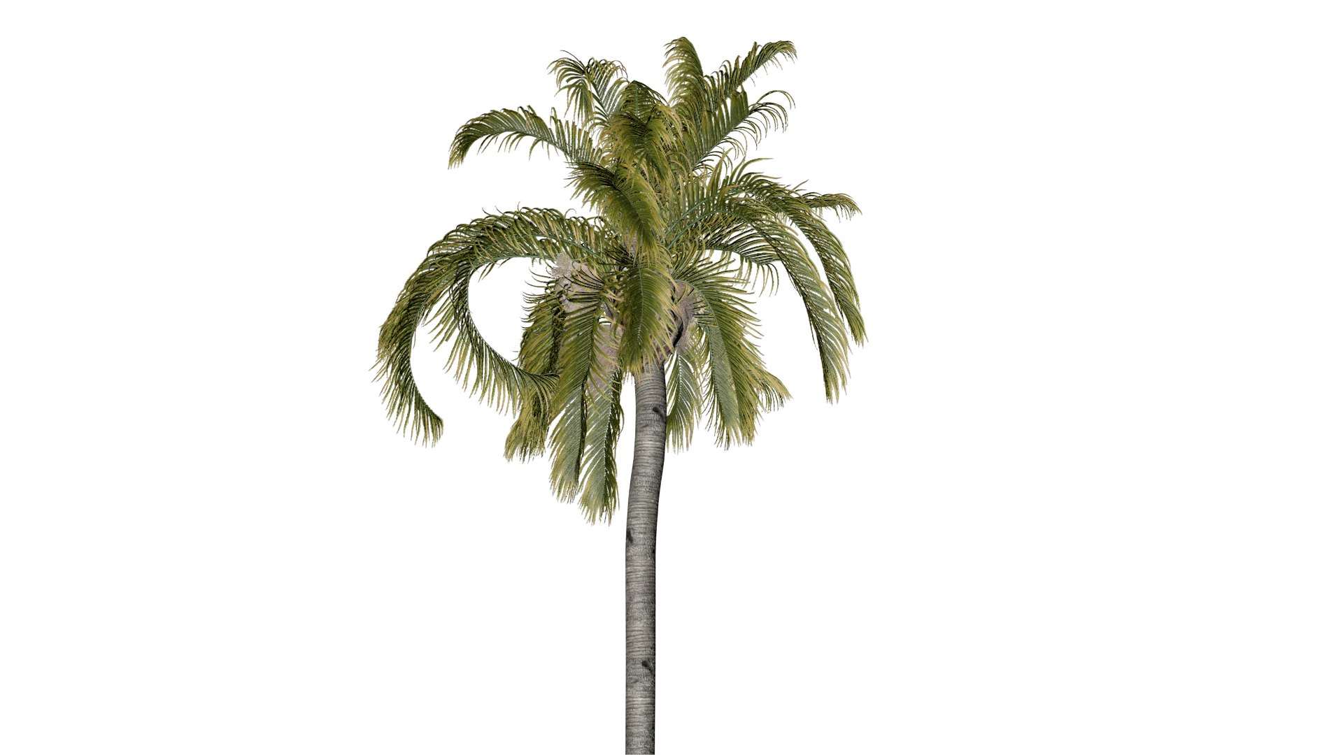 3D Model Queen Palm Tree - 10 - - TurboSquid 2372028