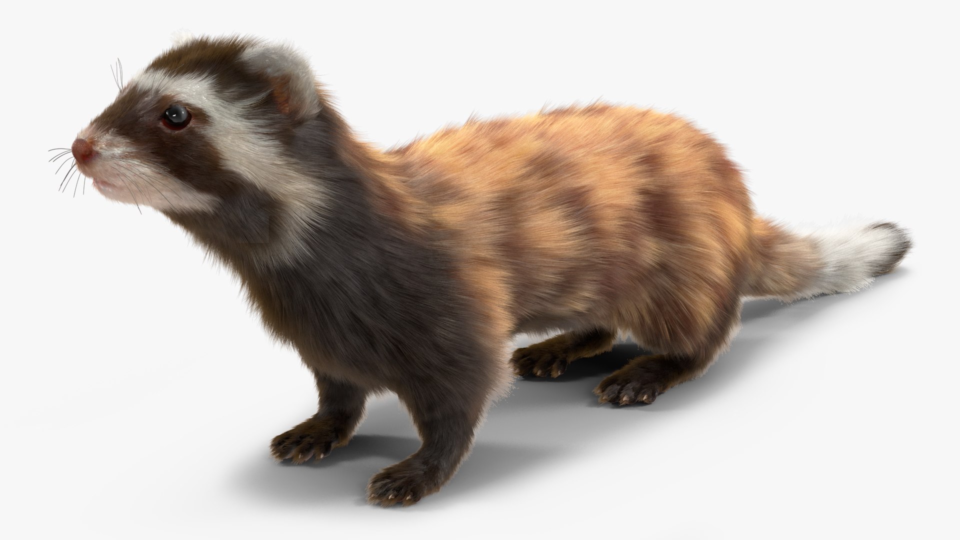 3D Vormela Peregusna Fur Rigged Model - TurboSquid 2207042