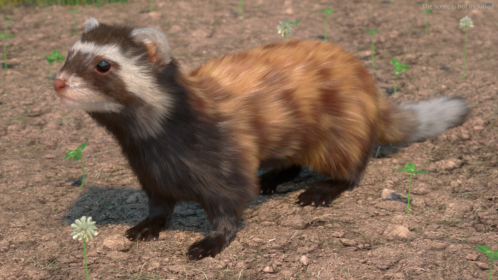 3D Vormela Peregusna Fur Rigged Model - TurboSquid 2207042