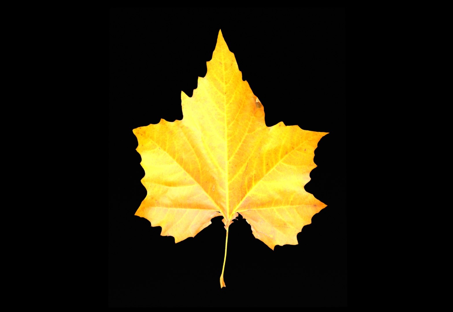 Leaves Model - TurboSquid 1309514