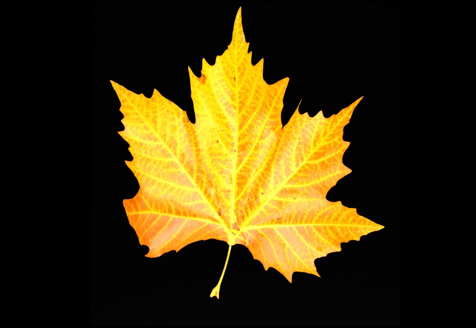 Leaves Model - TurboSquid 1309514