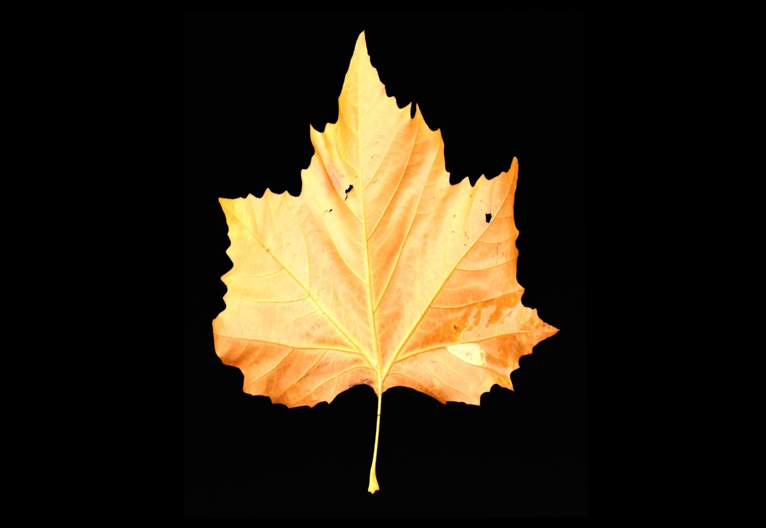 Leaves Model - TurboSquid 1309514