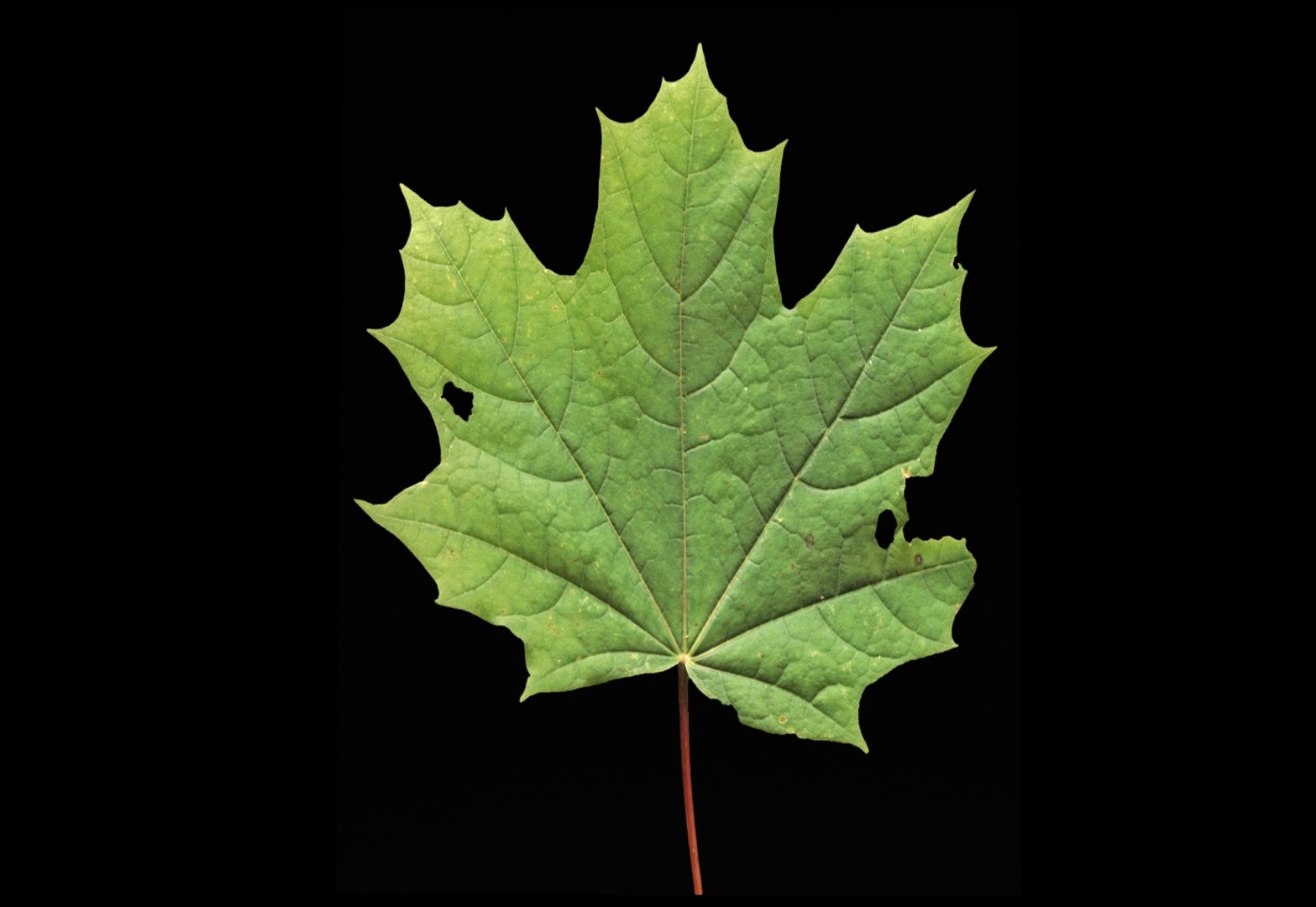 Leaves Model - TurboSquid 1309514