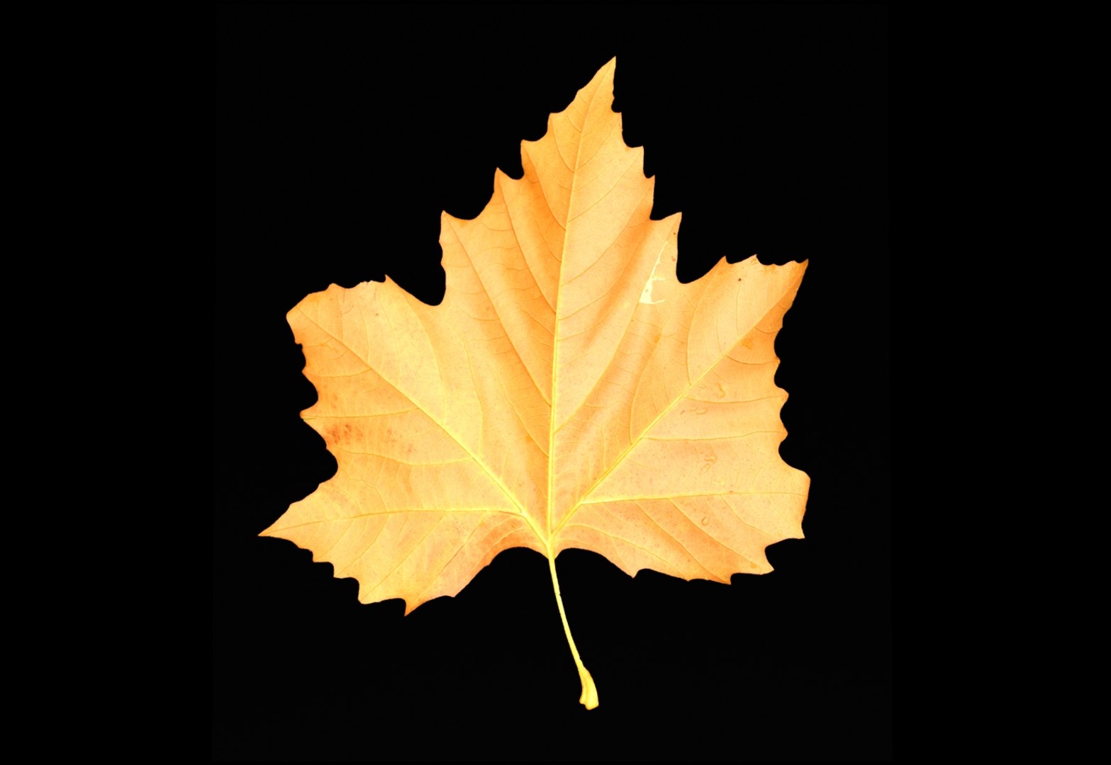 Leaves Model - TurboSquid 1309514