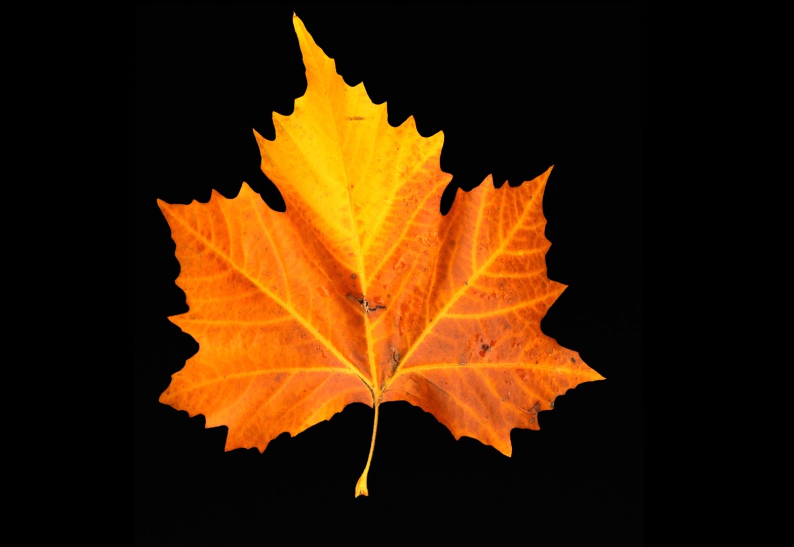 Leaves Model - TurboSquid 1309514