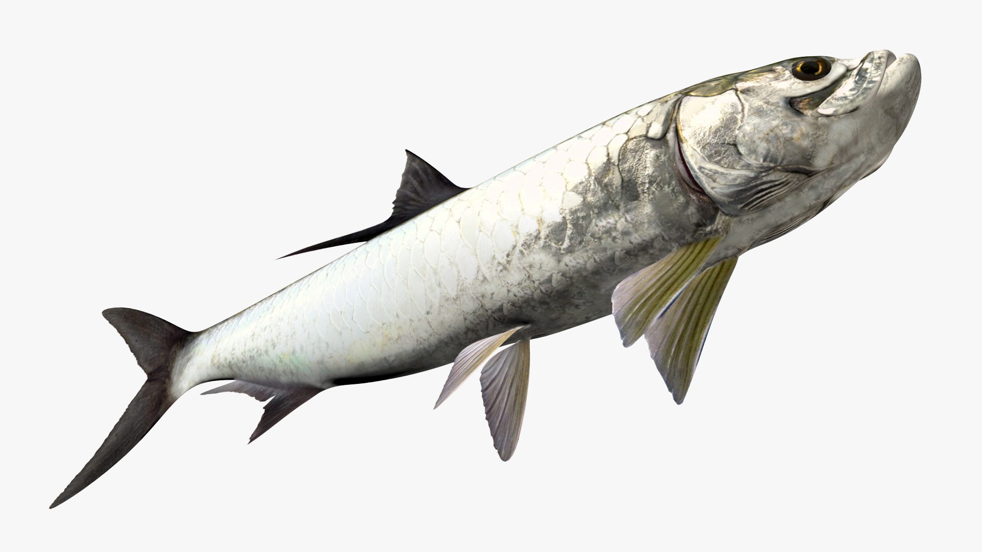 3D Tarpon Megalops Model - TurboSquid 1744371