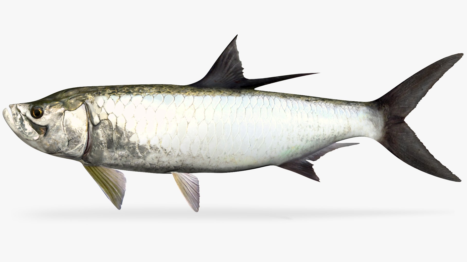 3D Tarpon Megalops Model - TurboSquid 1744371