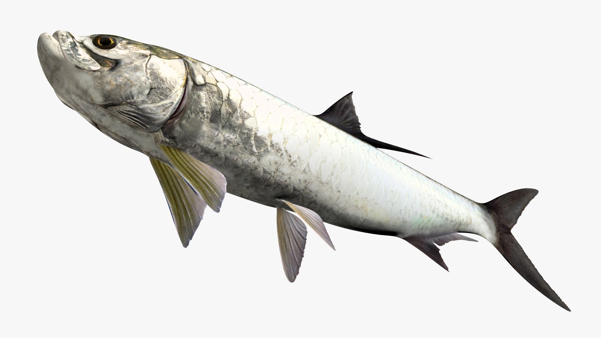 3D Tarpon Megalops Model - TurboSquid 1744371
