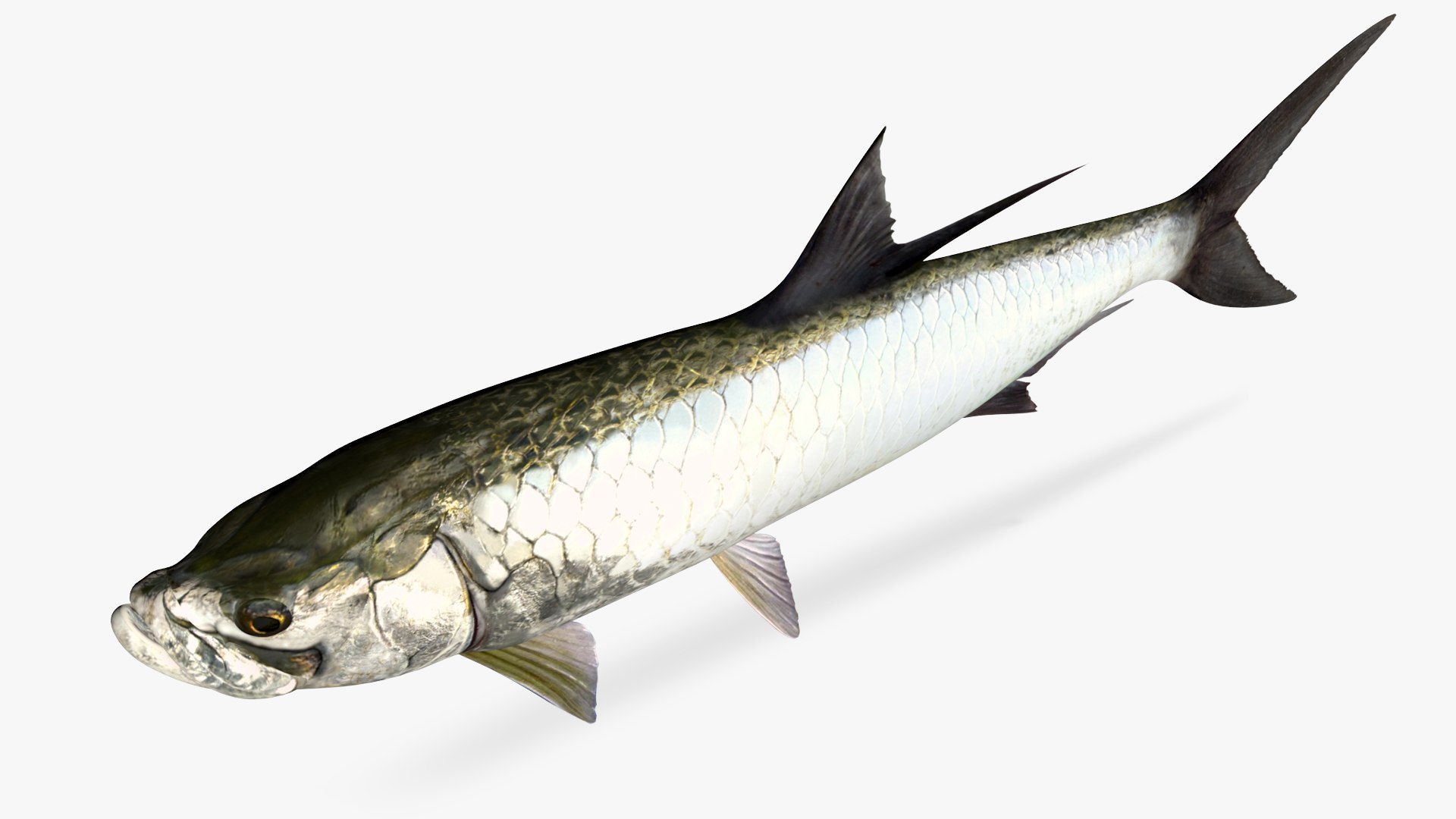 3D Tarpon Megalops Model - TurboSquid 1744371