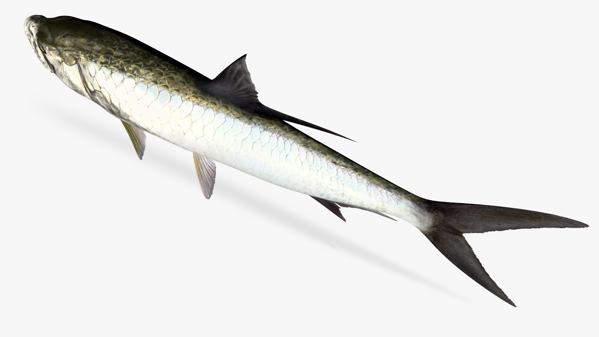3D Tarpon Megalops Model - TurboSquid 1744371
