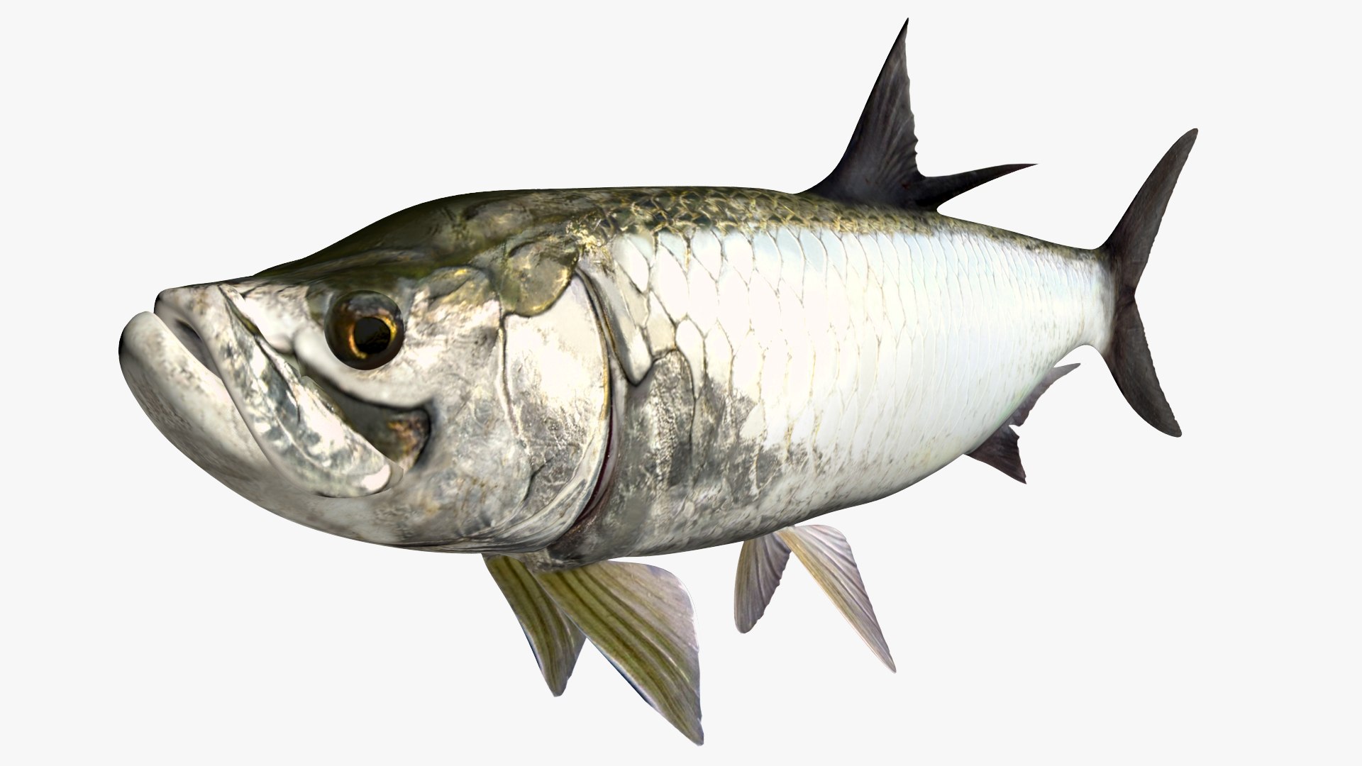 3D Tarpon Megalops Model - TurboSquid 1744371
