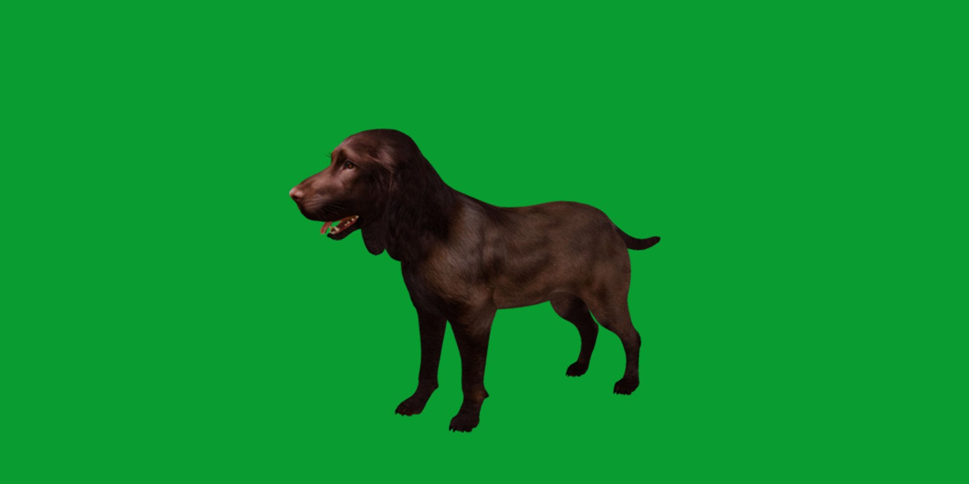 Field Spaniel Dog 3D Model - TurboSquid 2421780