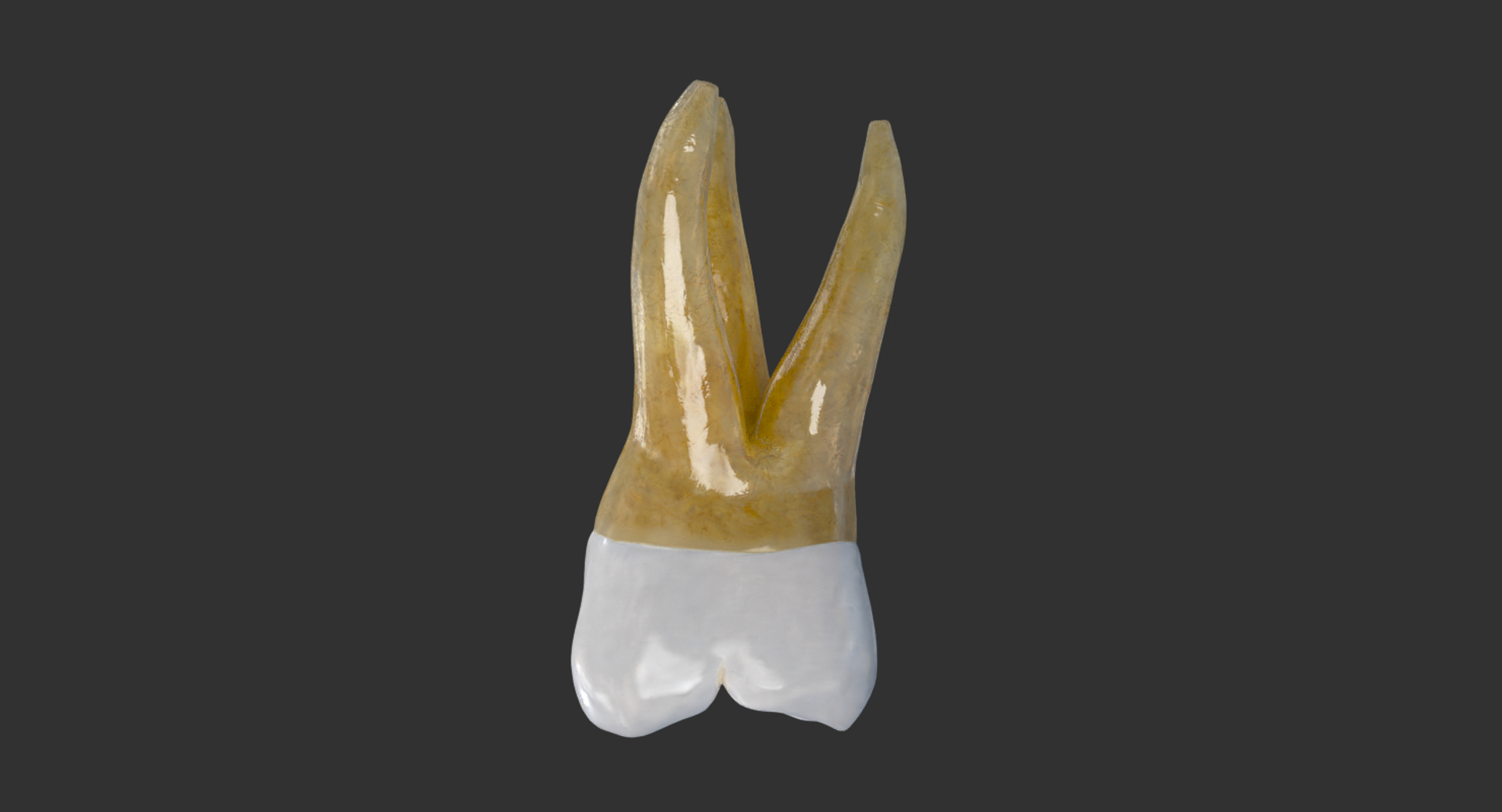 3D upper second molar - TurboSquid 1266048