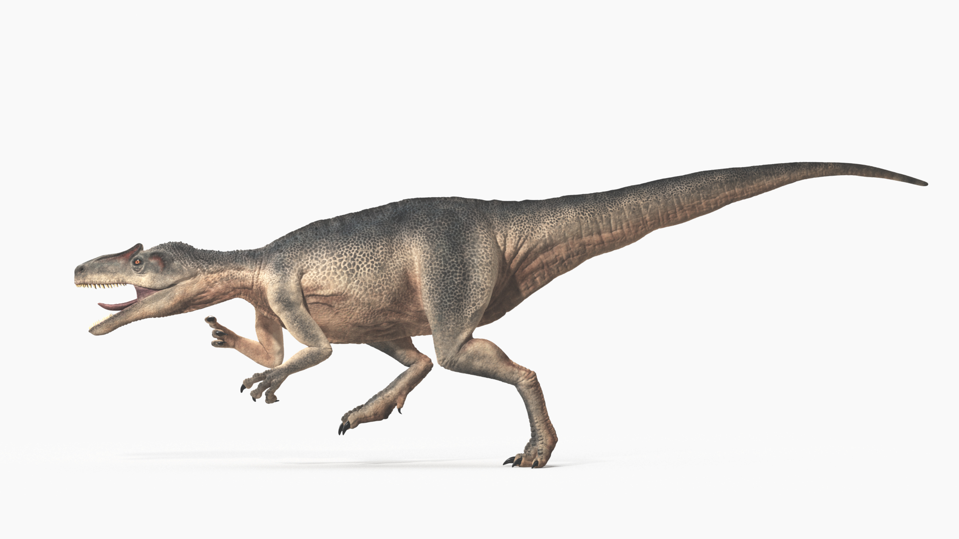 Allosaurus - Rigged and Animated 3D model - TurboSquid 1761860