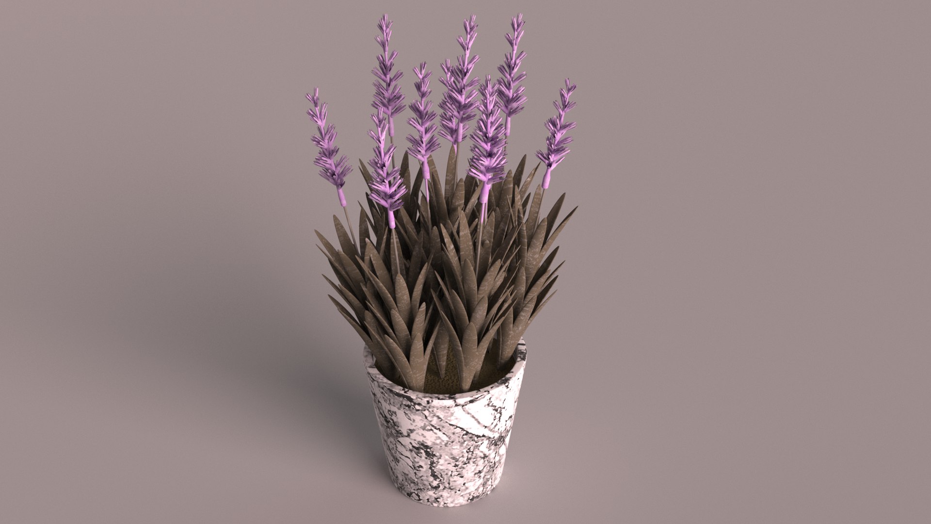 Lavender Plant 3D Model - TurboSquid 1608313
