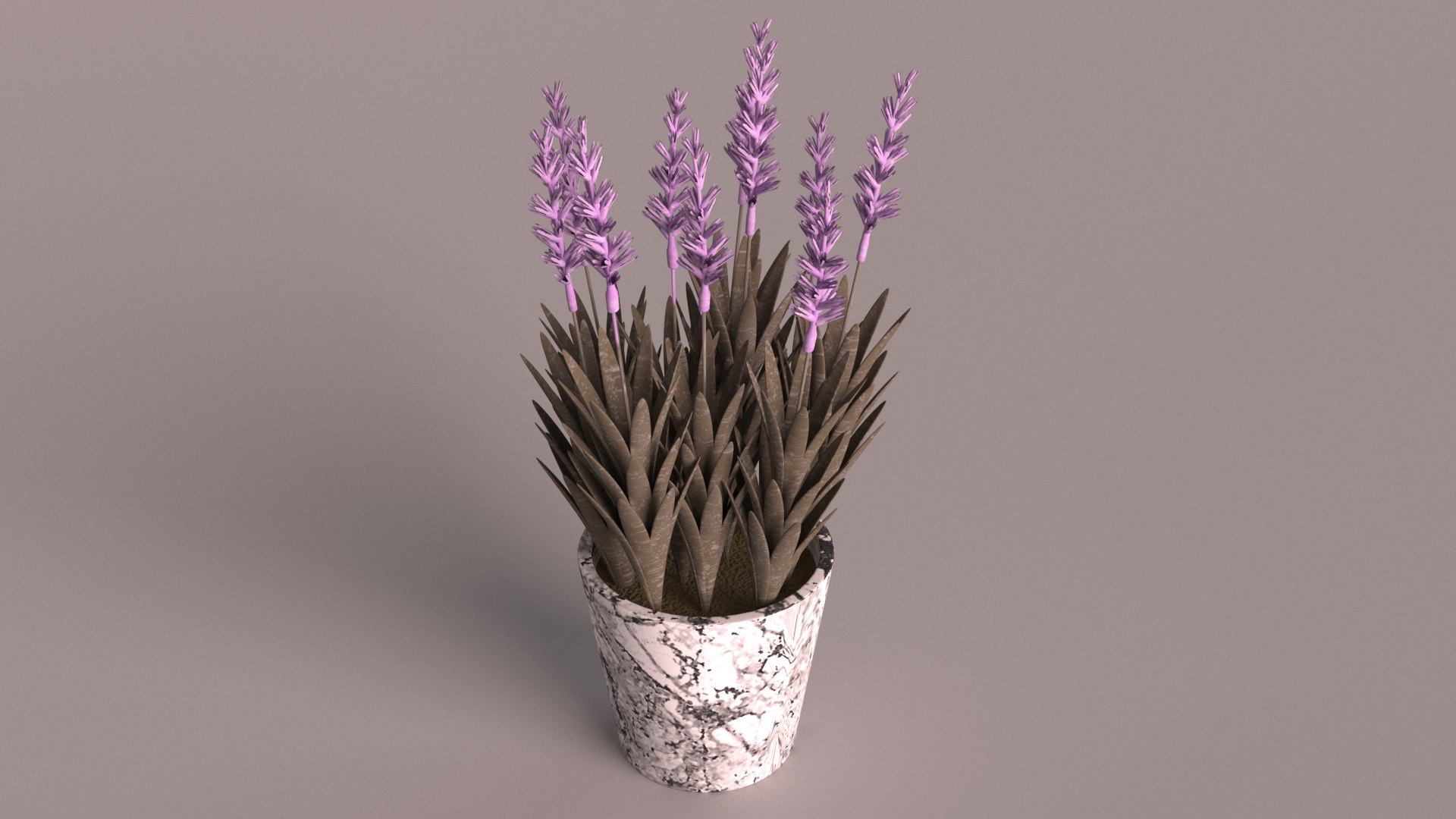 Lavender Plant 3D Model - TurboSquid 1608313