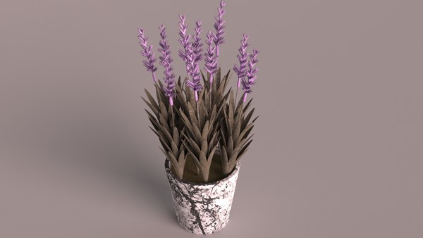 modelo 3d Planta de lavanda - TurboSquid 1608313