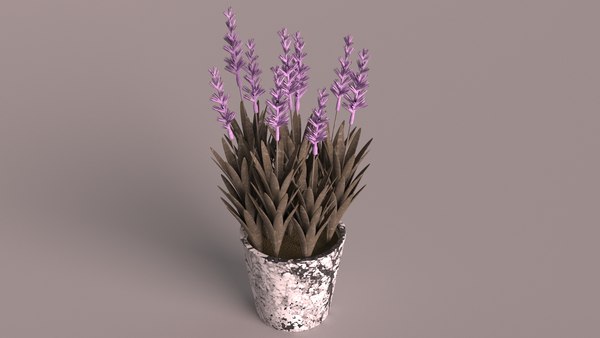 modelo 3d Planta de lavanda - TurboSquid 1608313