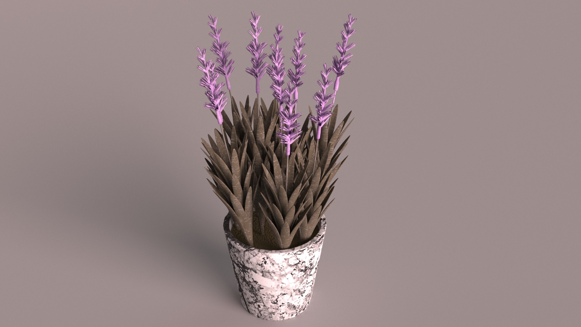 Lavender Plant 3D Model - TurboSquid 1608313