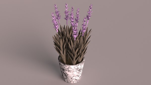 modelo 3d Planta de lavanda - TurboSquid 1608313
