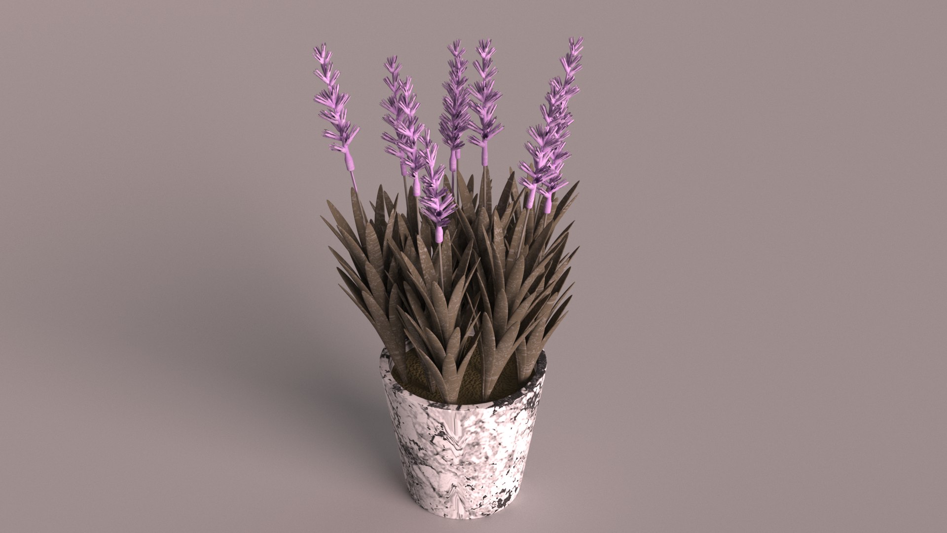 Lavender Plant 3D Model - TurboSquid 1608313