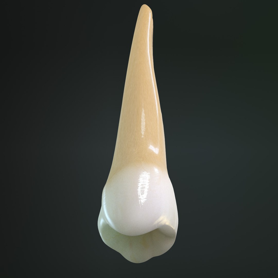 Tooth Premolar 3d Model