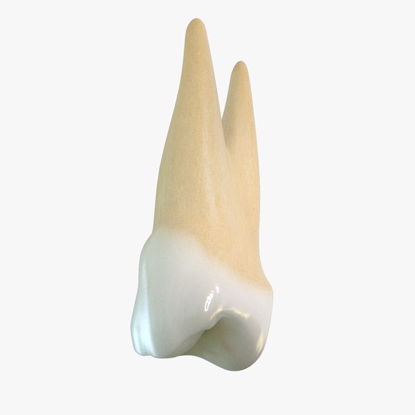 3D Science-Premolar Models | TurboSquid