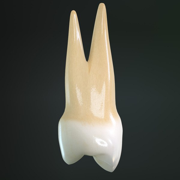 tooth premolar 3d model