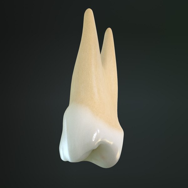 tooth premolar 3d model