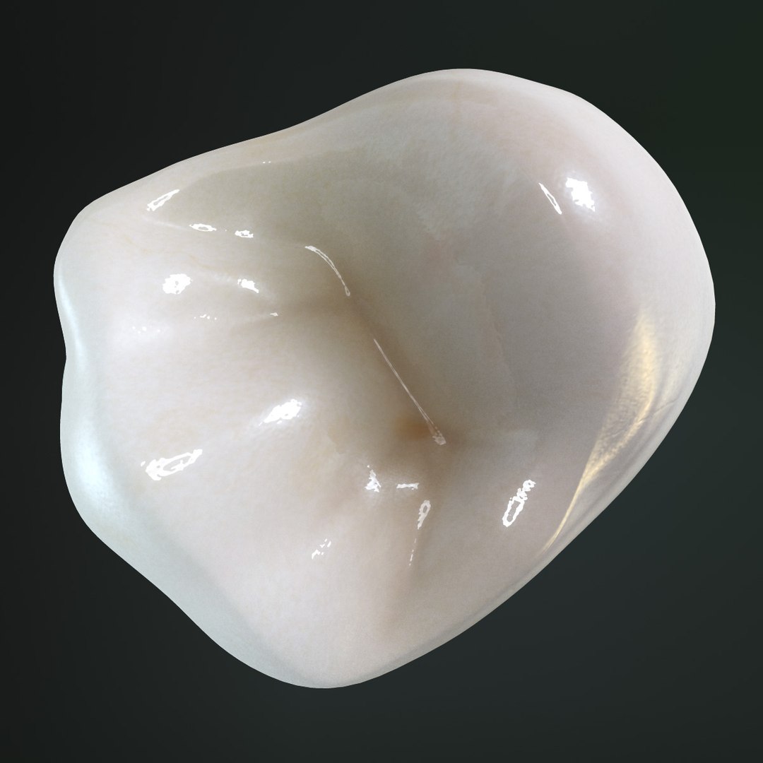 Tooth Premolar 3d Model