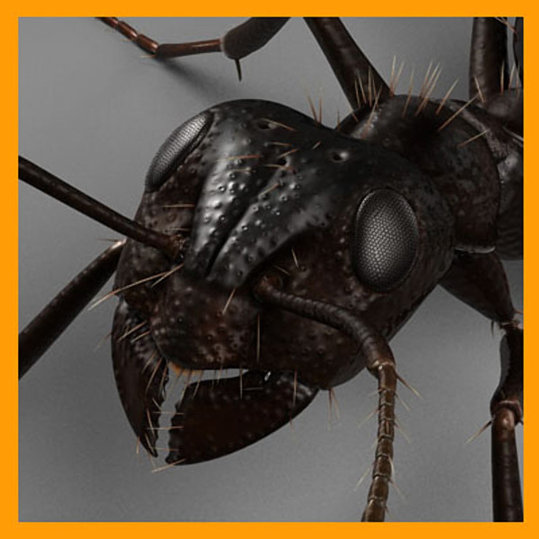 3d Max Black Ant