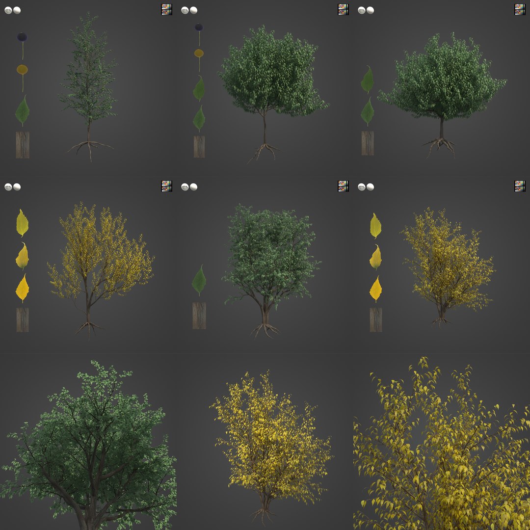 2021 PBR European Hackberry Collection - Celtis Australis 3D Model ...