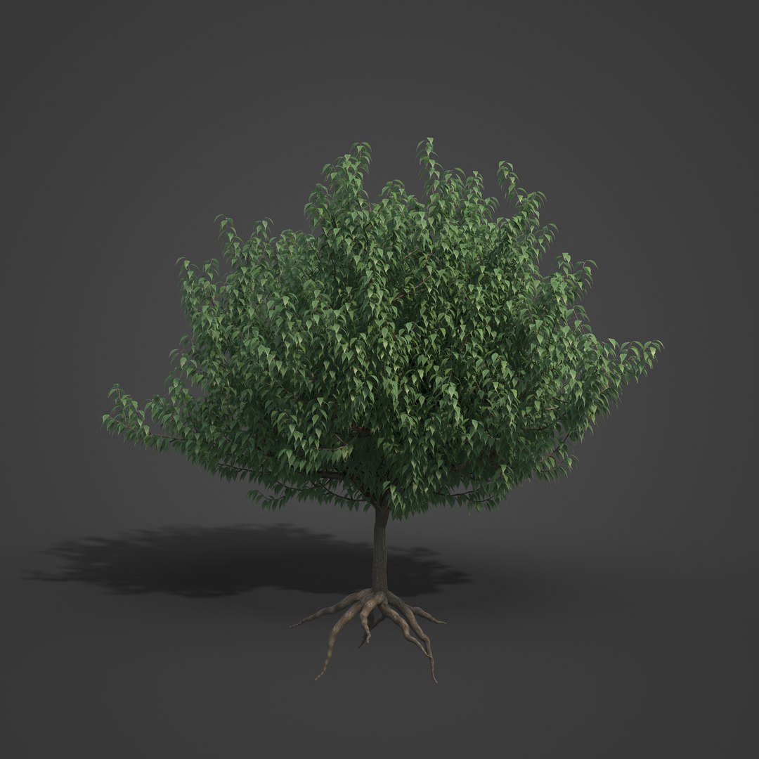 2021 PBR European Hackberry Collection - Celtis Australis 3D Model ...