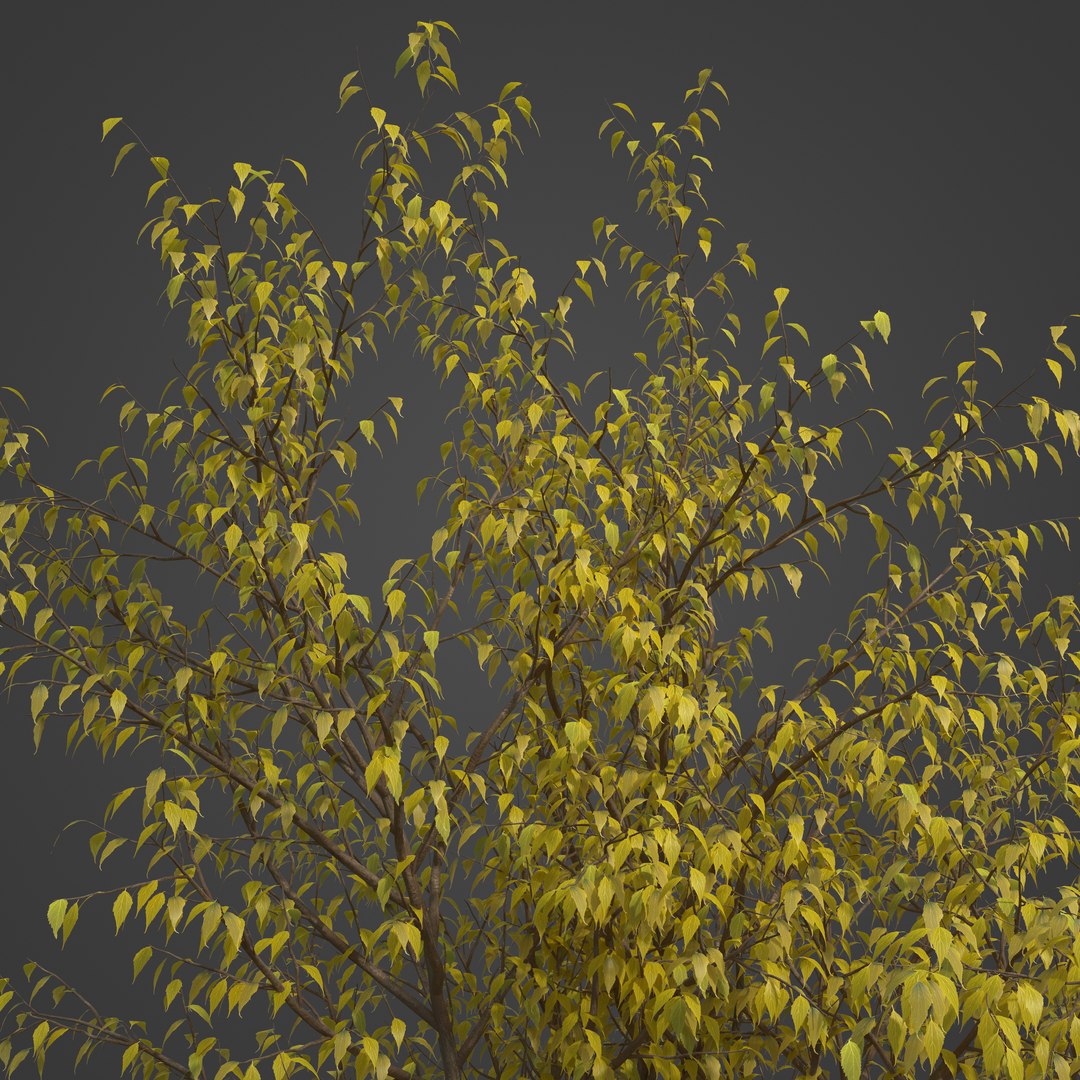2021 PBR European Hackberry Collection - Celtis Australis 3D Model ...