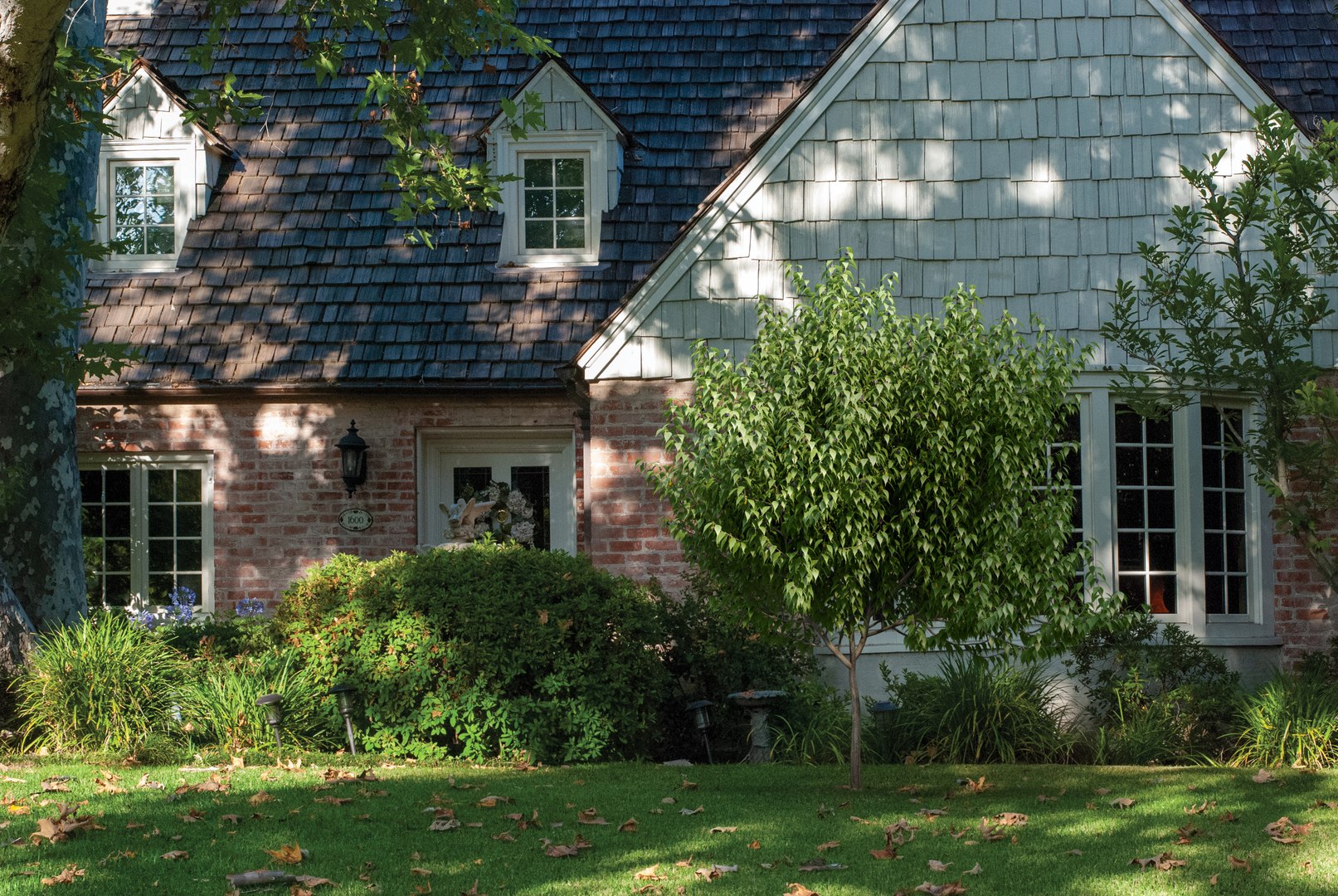 2021 PBR European Hackberry Collection - Celtis Australis 3D Model ...