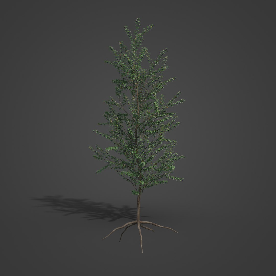 2021 PBR European Hackberry Collection - Celtis Australis 3D Model ...