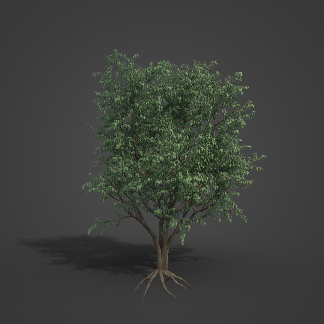 2021 PBR European Hackberry Collection - Celtis Australis 3D Model ...