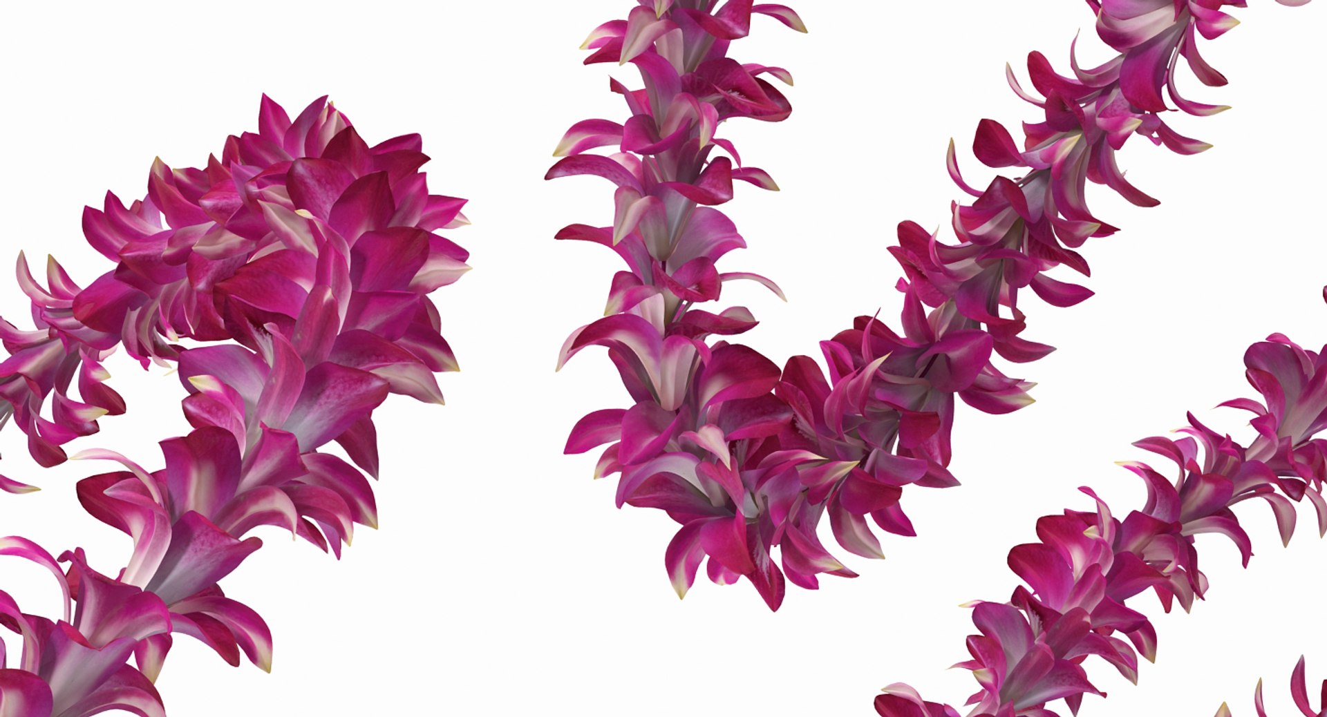 3d Hawaiian Leis Model