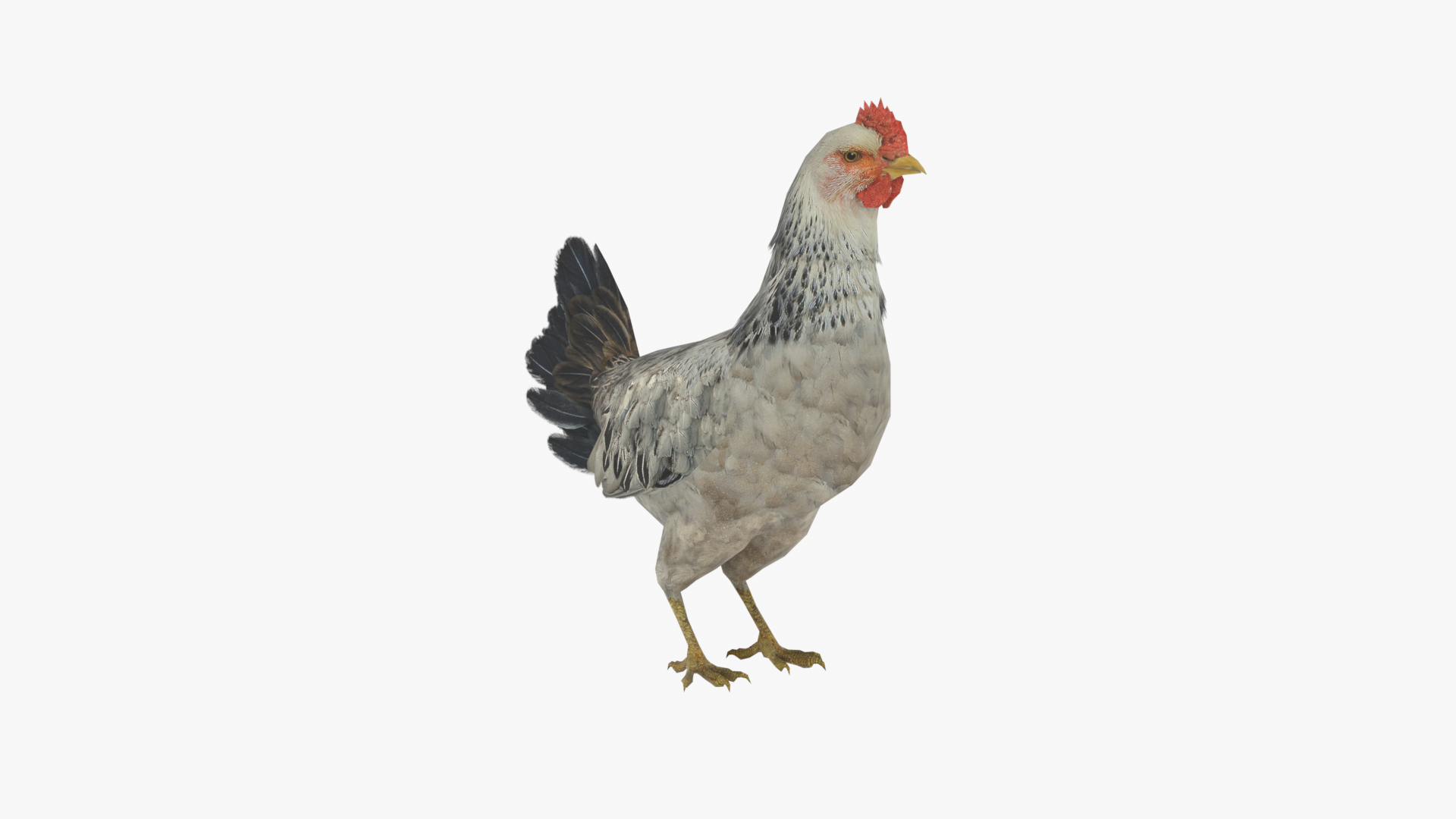 3D Chicken - TurboSquid 2369840