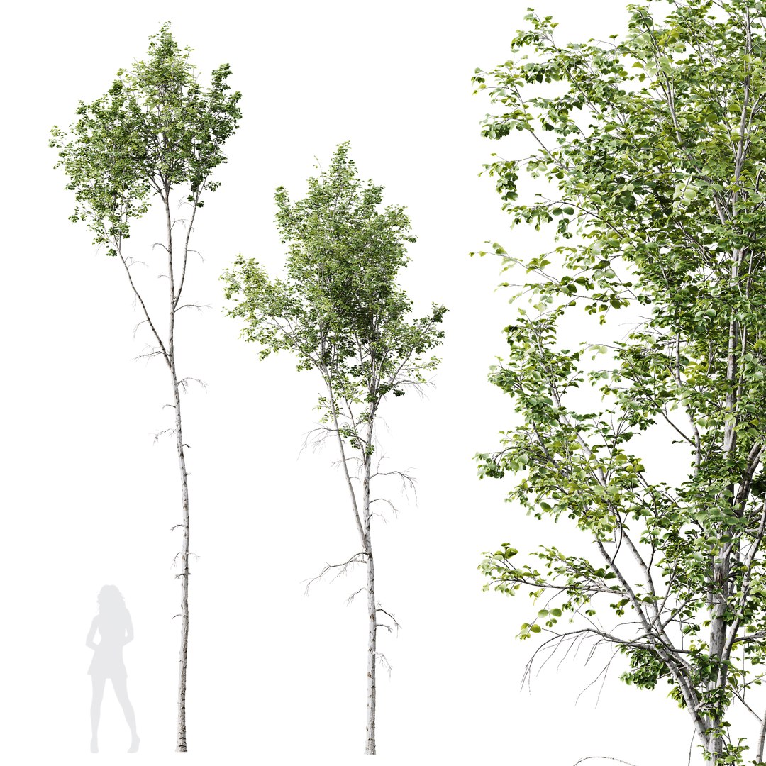 HQ Plants Betula Pendula02 3D - TurboSquid 2131952