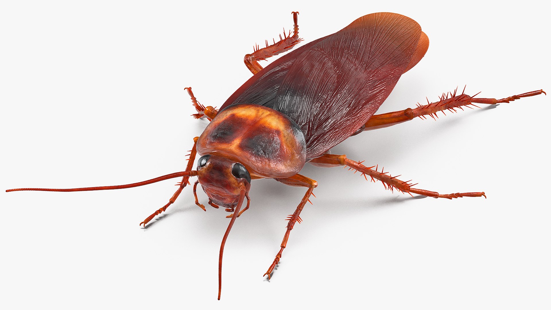 Animated Cockroach Cleans Paw Rigged For Maya 3D Model - TurboSquid 2101545
