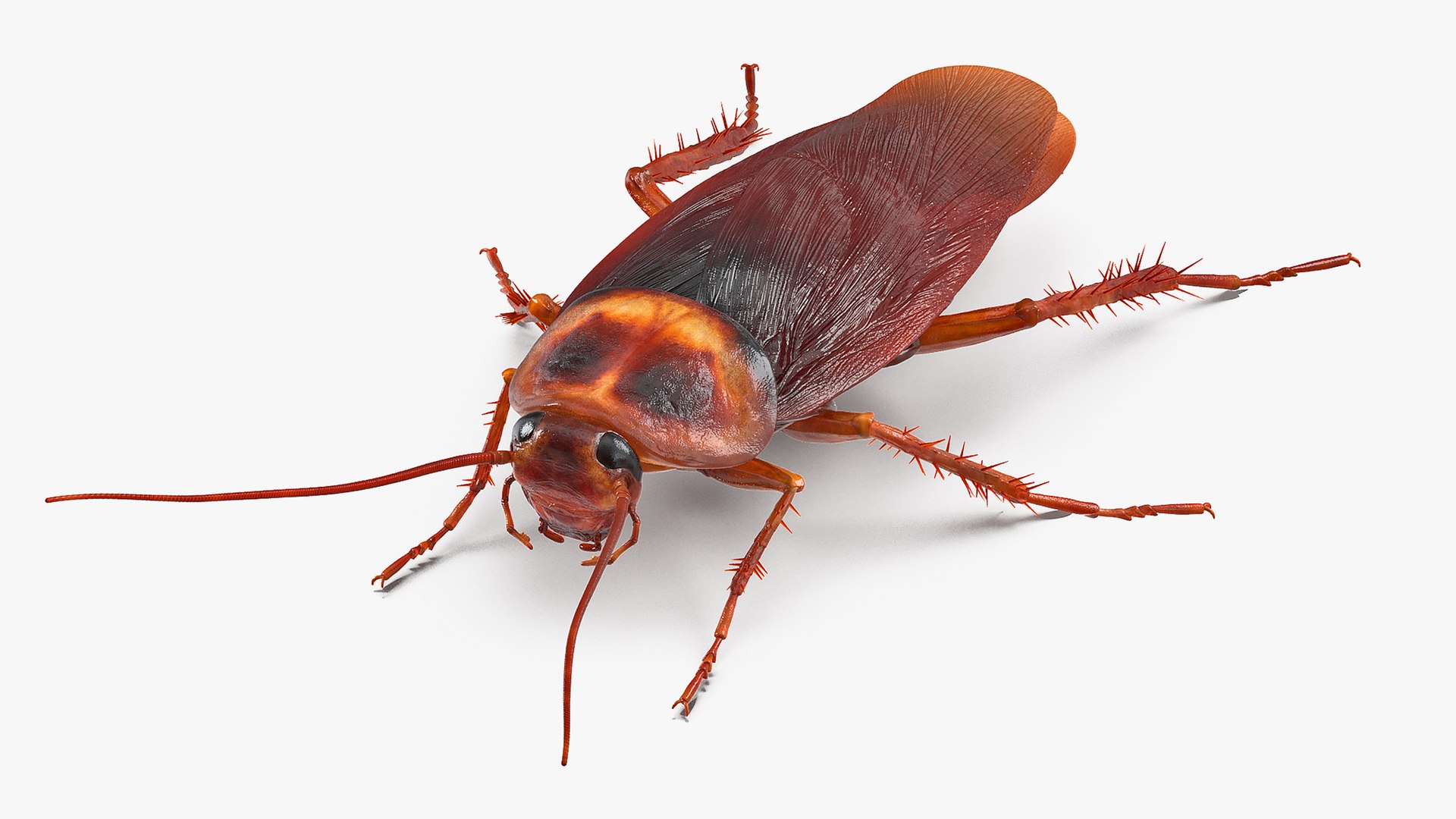 Animated Cockroach Cleans Paw Rigged for Maya 3D model - TurboSquid 2101545