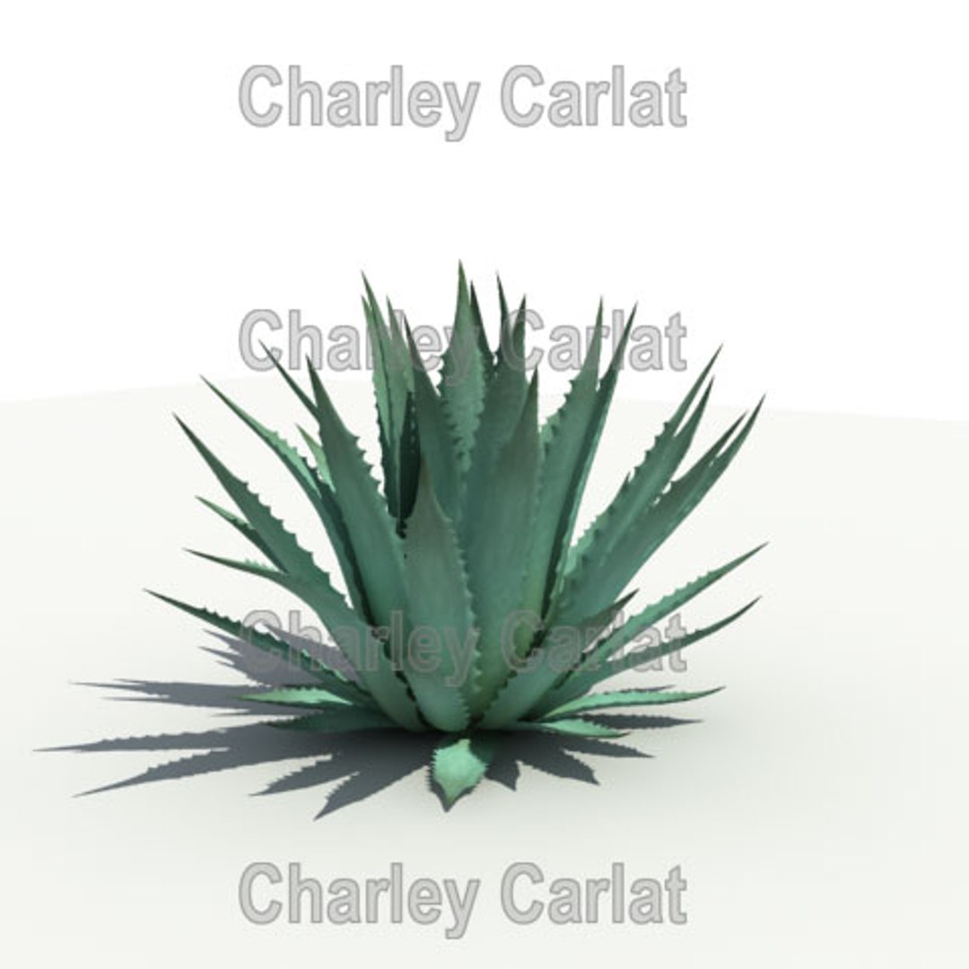 Century Plant Agave 3d Model
