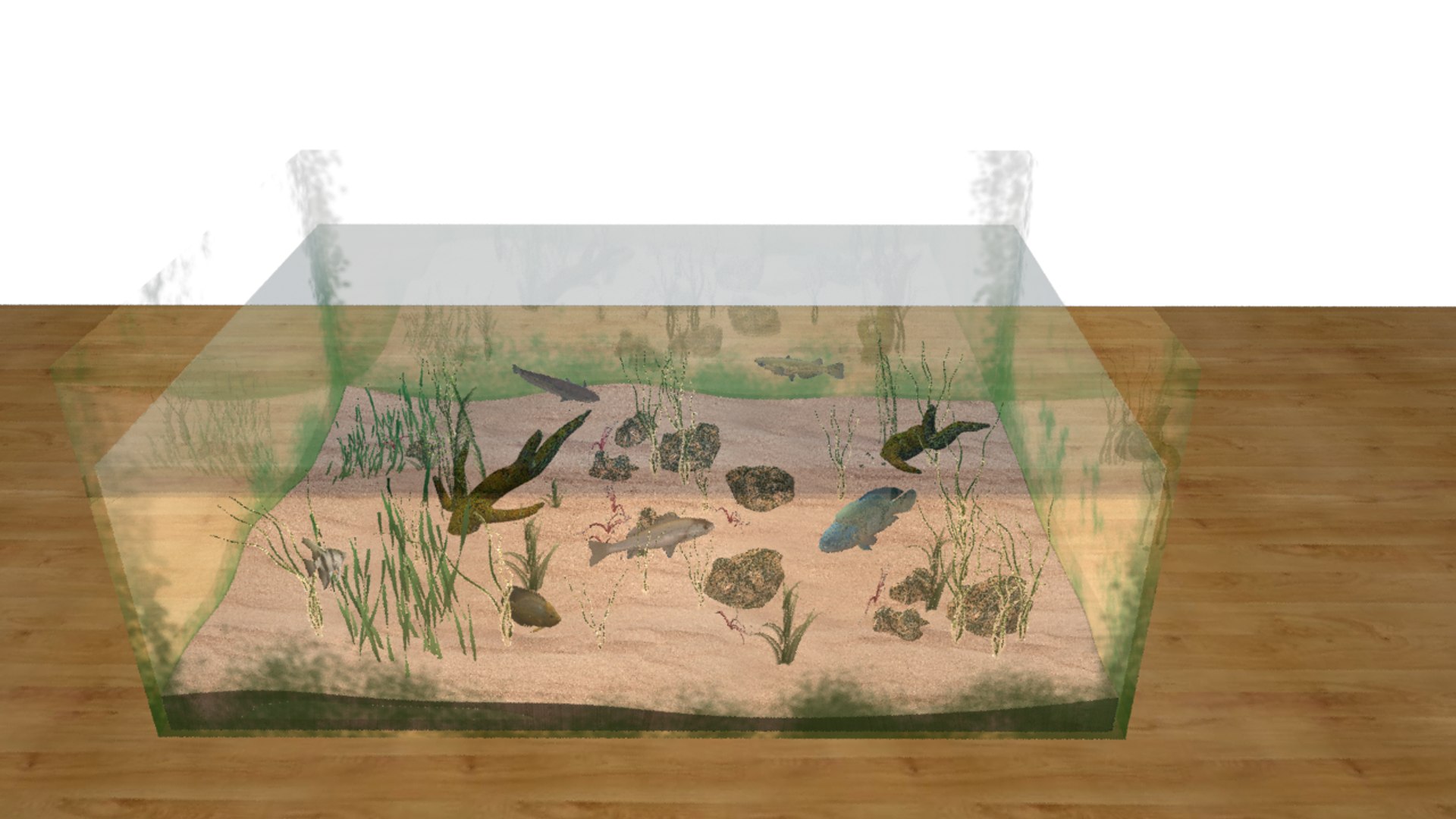 aquarium animals fish obj