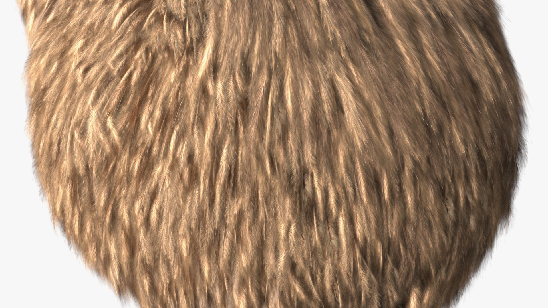 3D Kiwi Bird Fur - TurboSquid 2104098