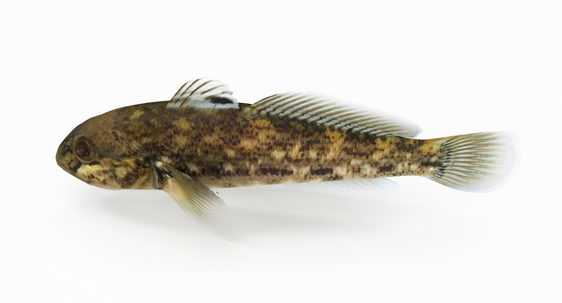 Goby 3D Model - TurboSquid 1231036