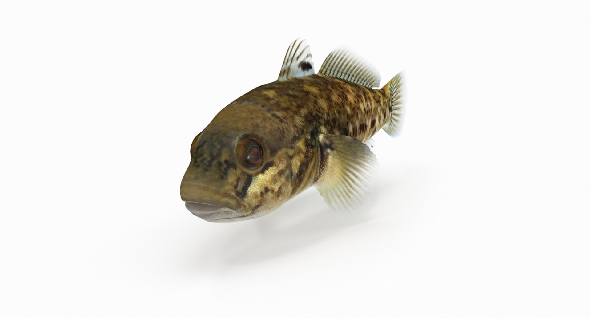 Goby 3D Model - TurboSquid 1231036