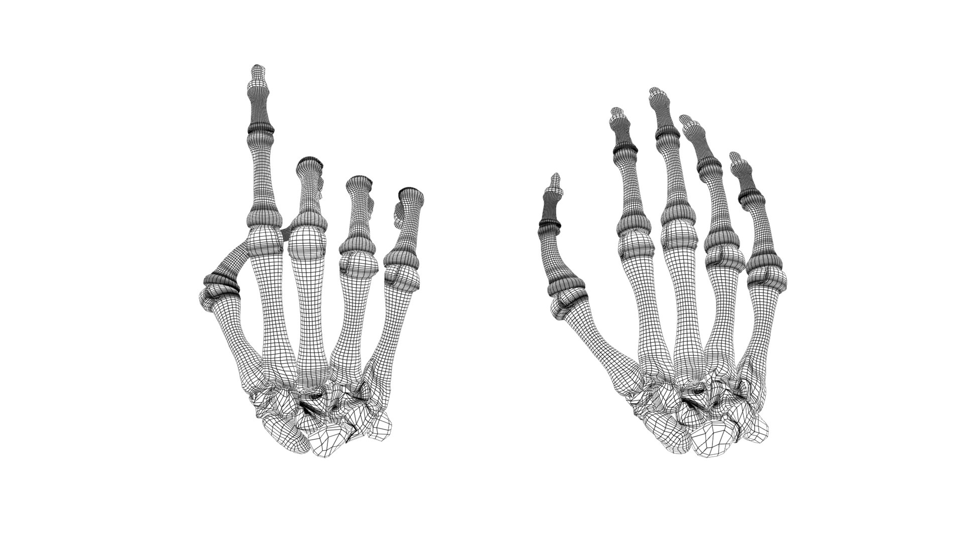 Cartoon Hand Bone Skeleton 3D - TurboSquid 1981639