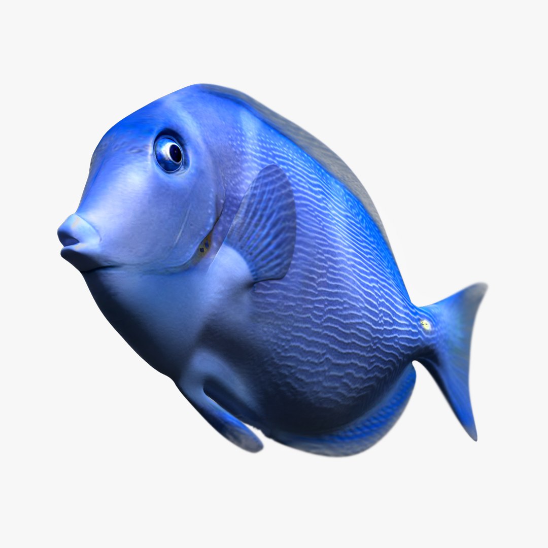 3d Model Tropical Fish
