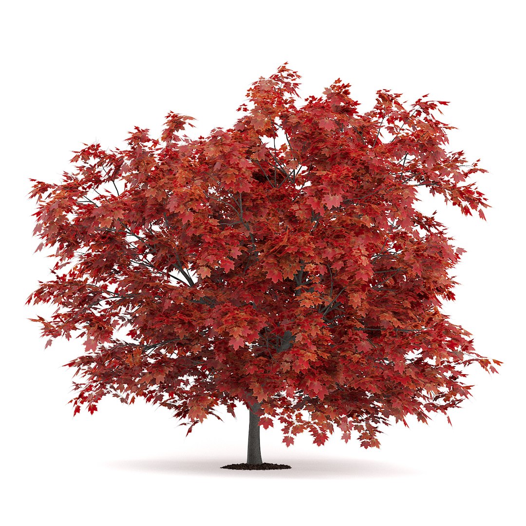 3d Model Red Japanese Maple Acer